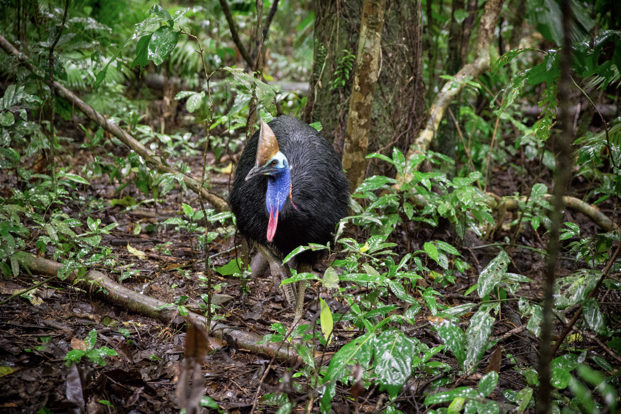 Rainforest Rescue - CSENS