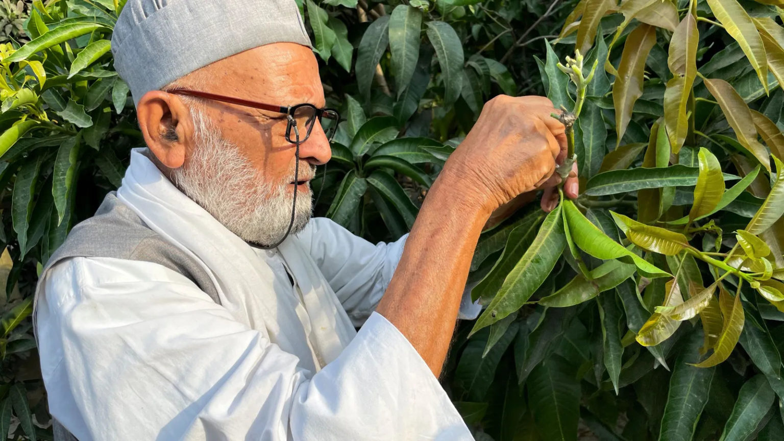 The people resurrecting India's ancient fruit trees - CSENS