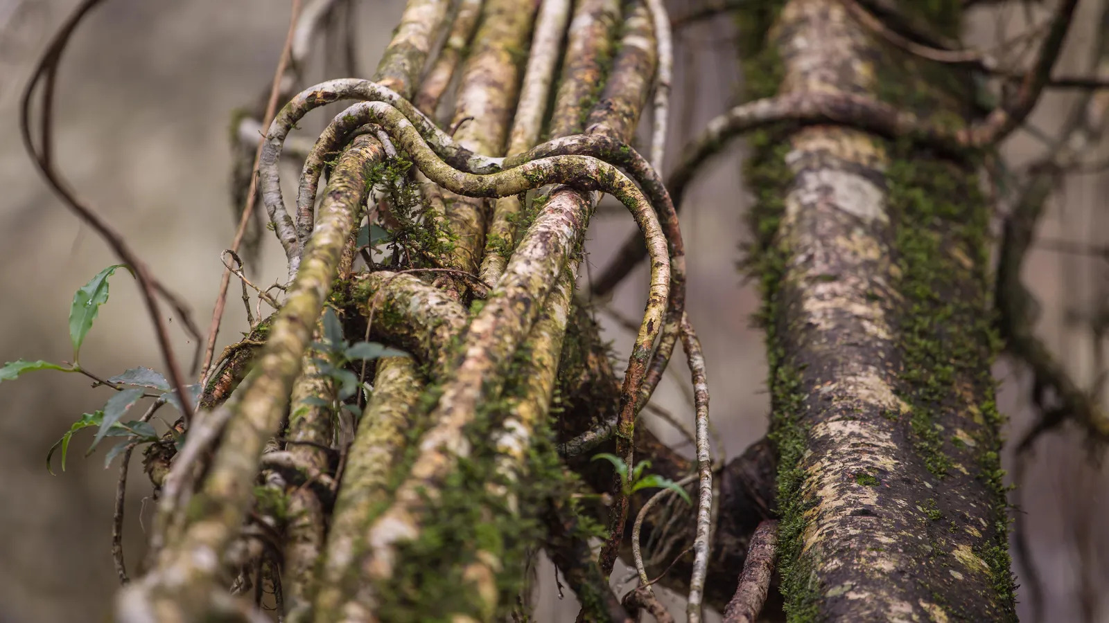 The people resurrecting India's ancient fruit trees - CSENS