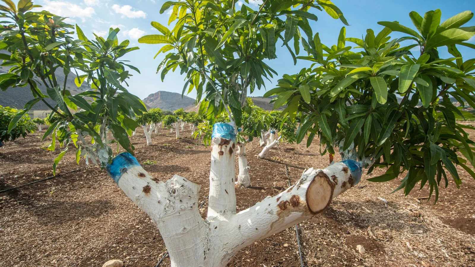 The people resurrecting India's ancient fruit trees - CSENS
