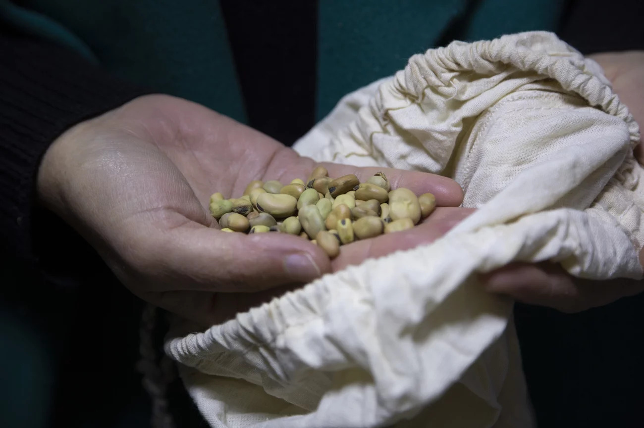 How ancient seeds from the Fertile Crescent could help save us from ...