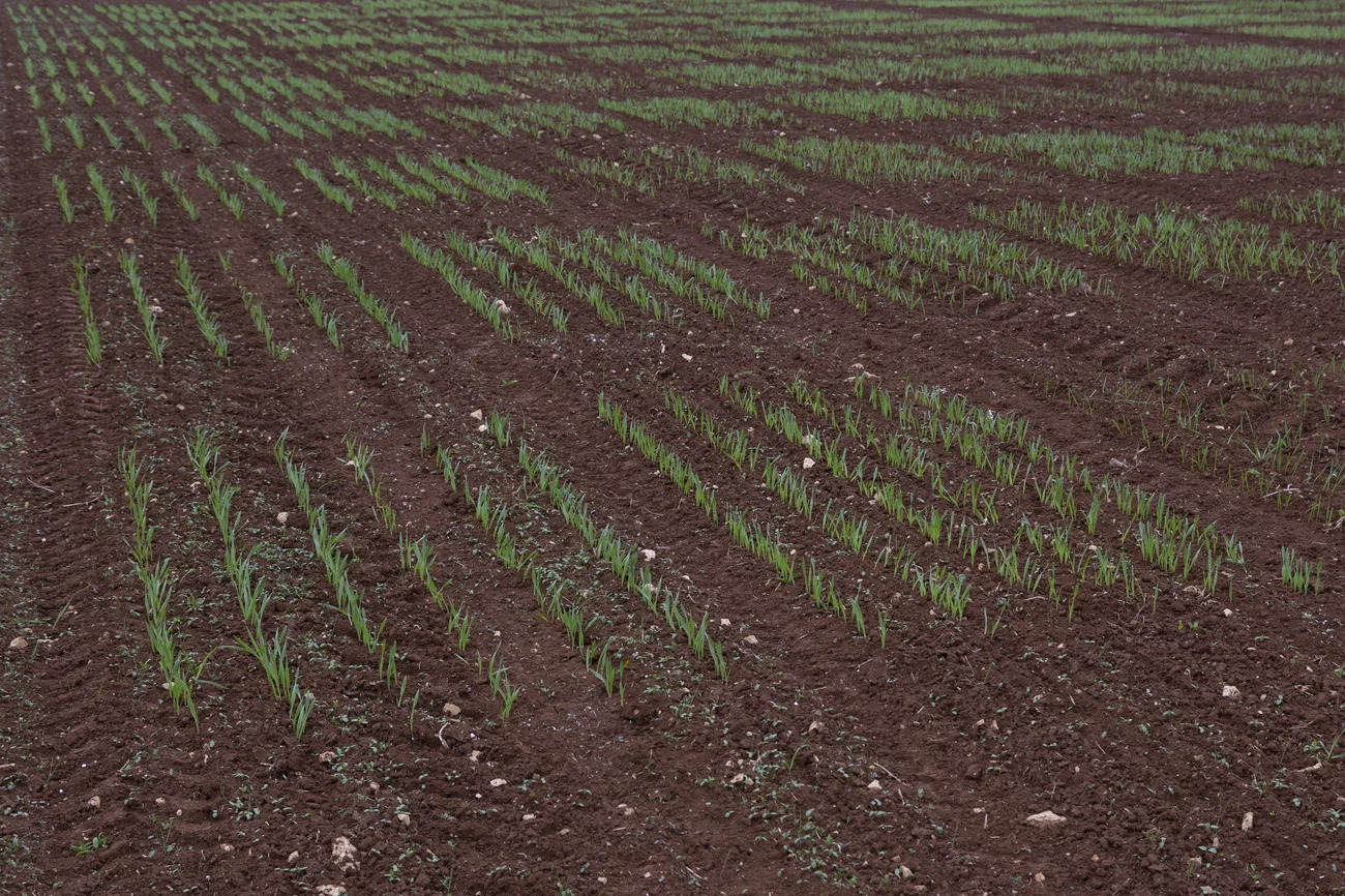 How ancient seeds from the Fertile Crescent could help save us from ...