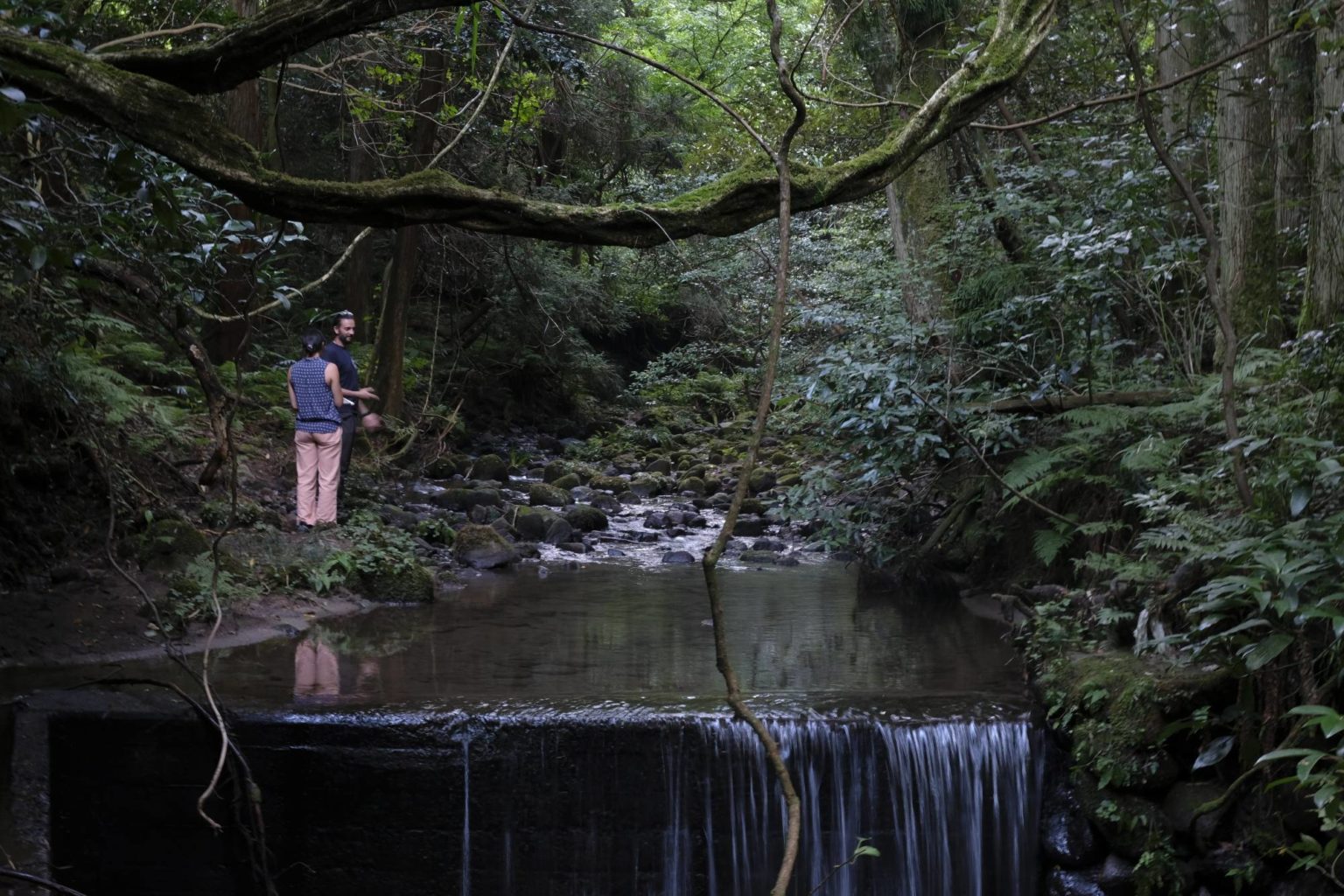 The race to save the Japanese giant salamander - CSENS