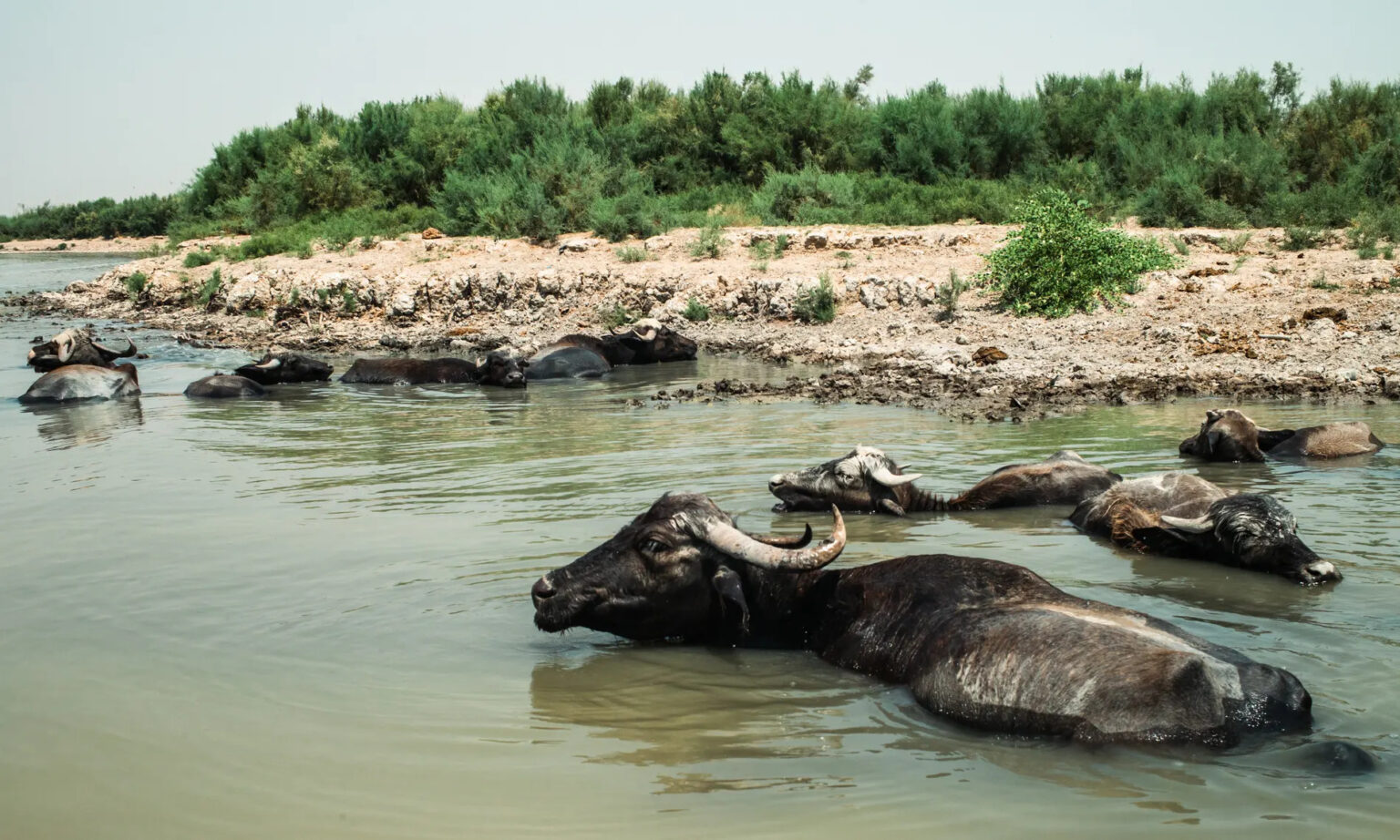 Death in the marshes: environmental calamity hits Iraq’s unique ...