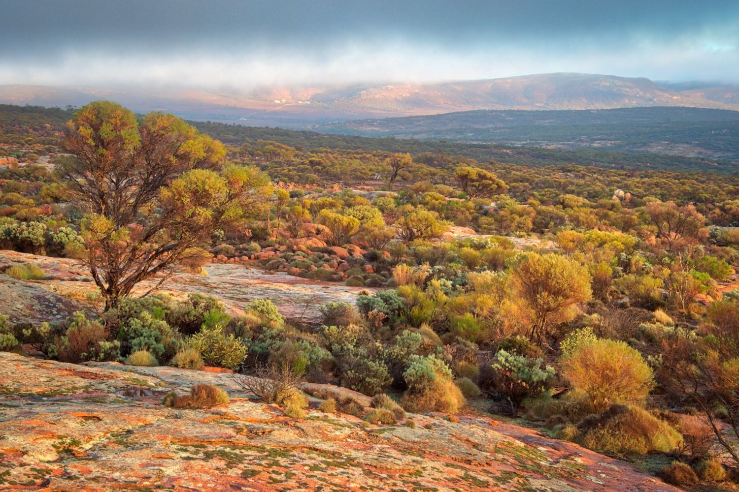 Pricing Nature: Can ‘Biodiversity Credits’ Propel Global Conservation ...